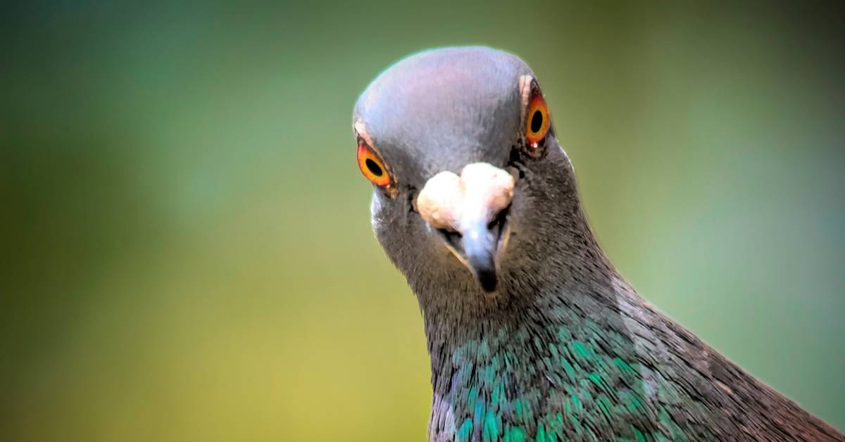 Pigeons Can Spot Breast Cancer with Training