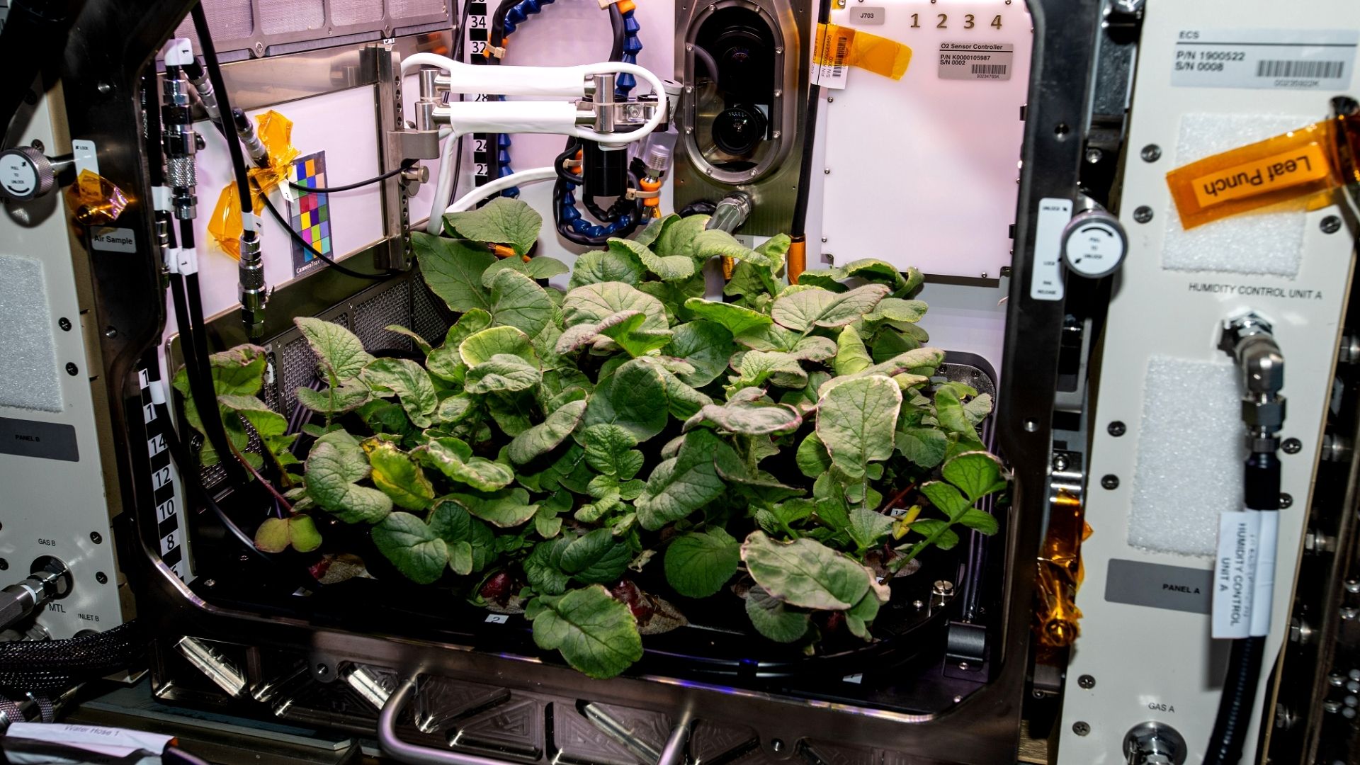 Growing Plants in Alien Soil: How Will Future Missions Feed Astronauts