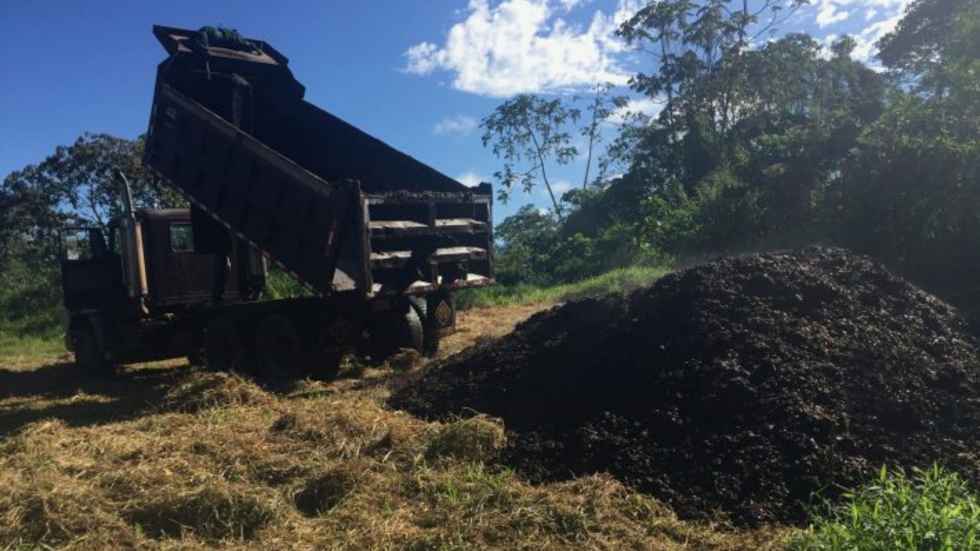Dumping Coffee Pulp To Forests Could Boost Recovery