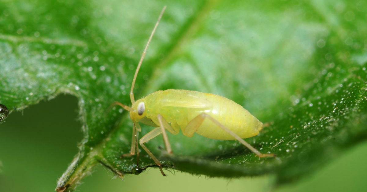 The Very Strange Science of Aphids