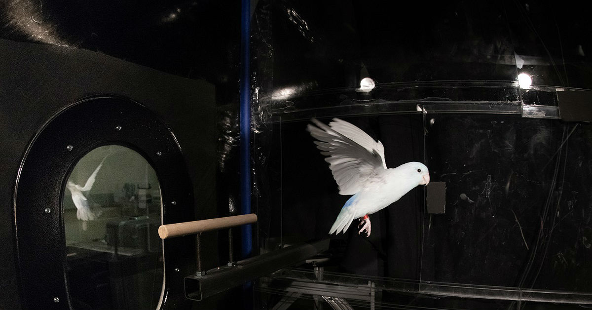 Birds Use Drag to Takeoff in New Study