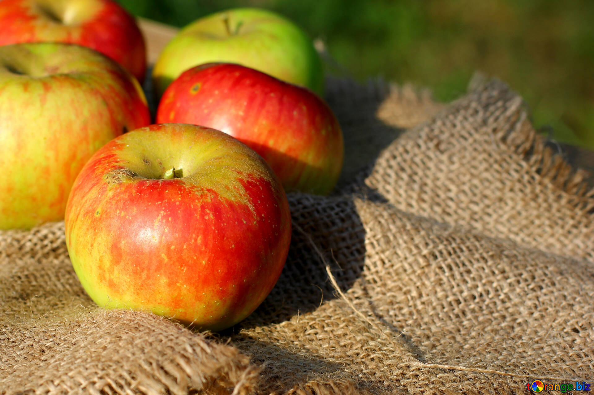 An Apple a Day Keeps The Doctor Away? Here’s the Real Science