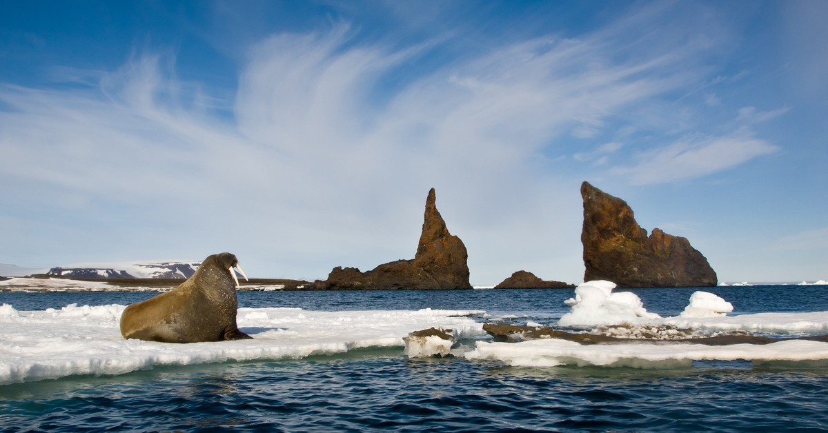 Female Walrus Attacks and Sinks Russian Navy Raft on Arctic Expedition