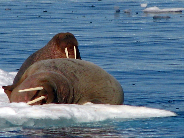 Female Walrus Attacks and Sinks Russian Navy Raft on Arctic Expedition