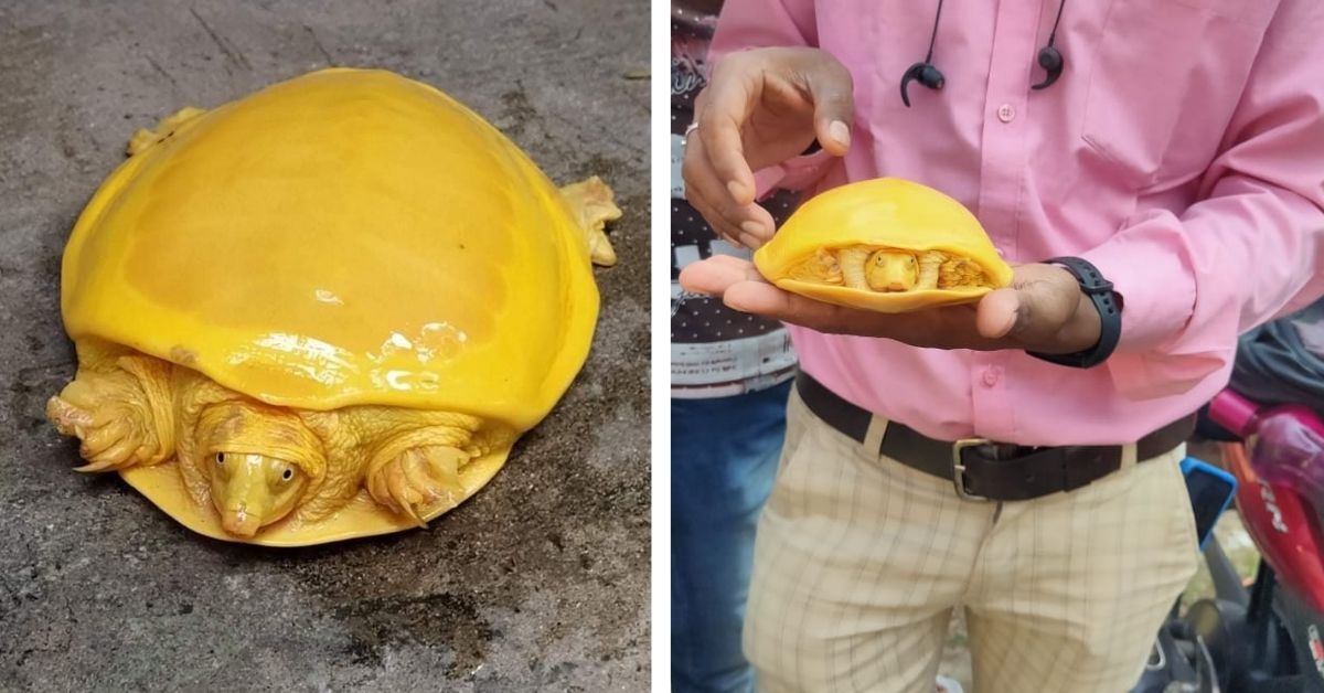 Ridiculously Bright Yellow Turtle Discovered in India