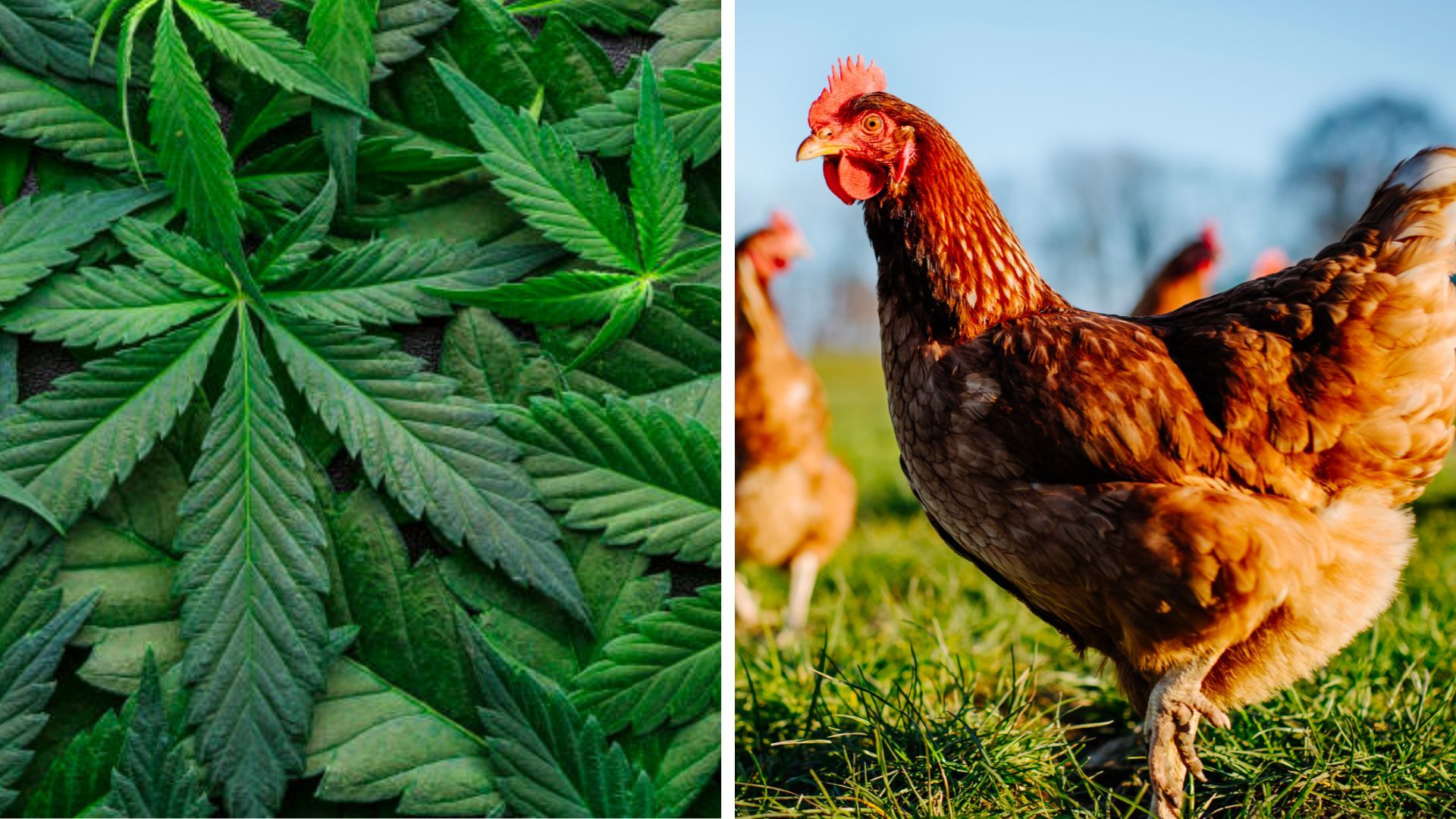 Researchers are feeding chickens cannabis instead of antibiotics