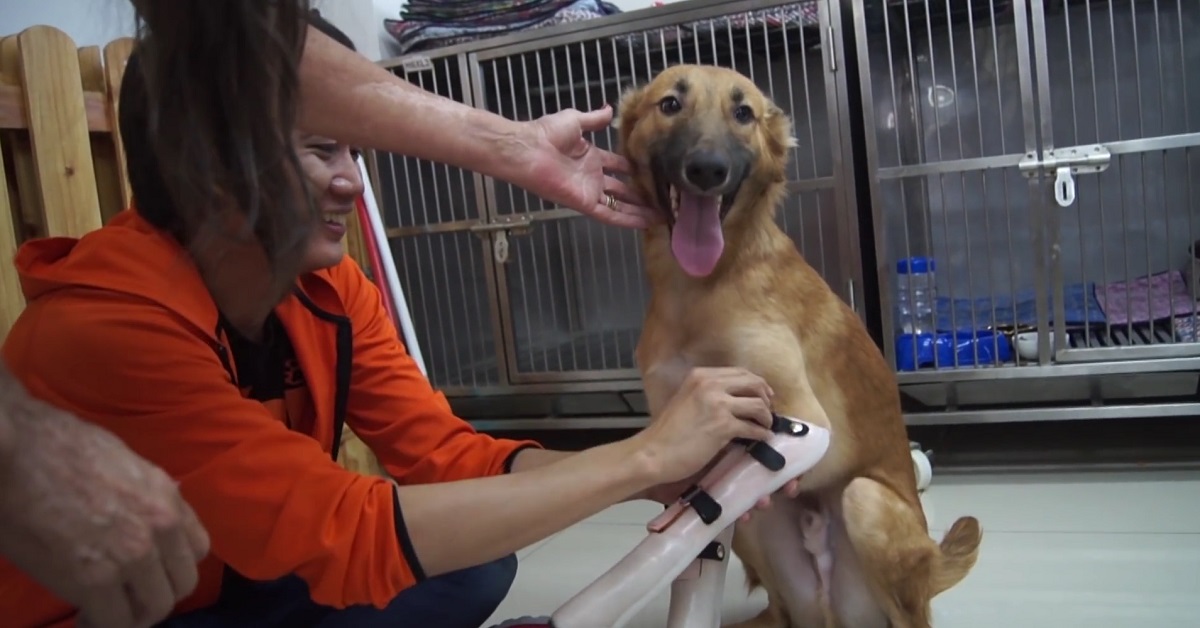 How Technology is Improving the Lives of Animals