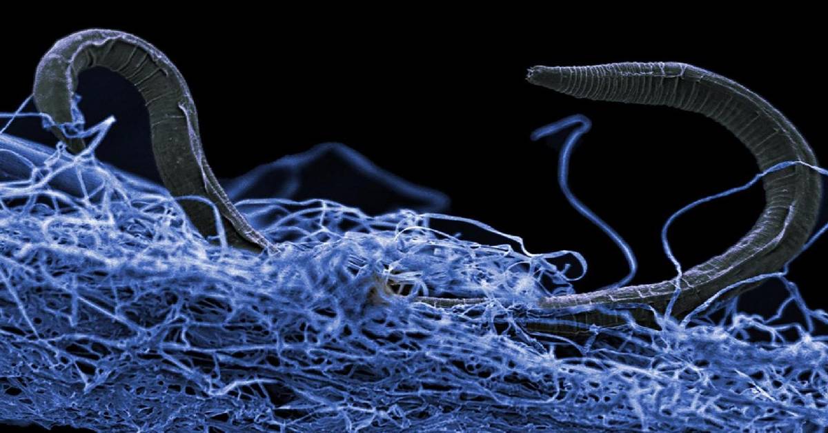 Life-Forms Found Deep in World’s Oldest Groundwater