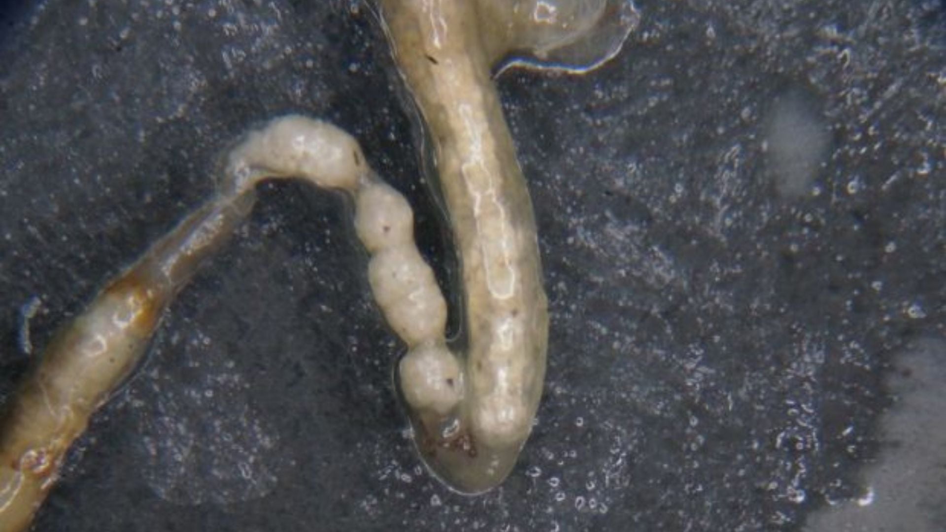 Extremely hungry superworms had plastic for dinner. Now they'll help ...