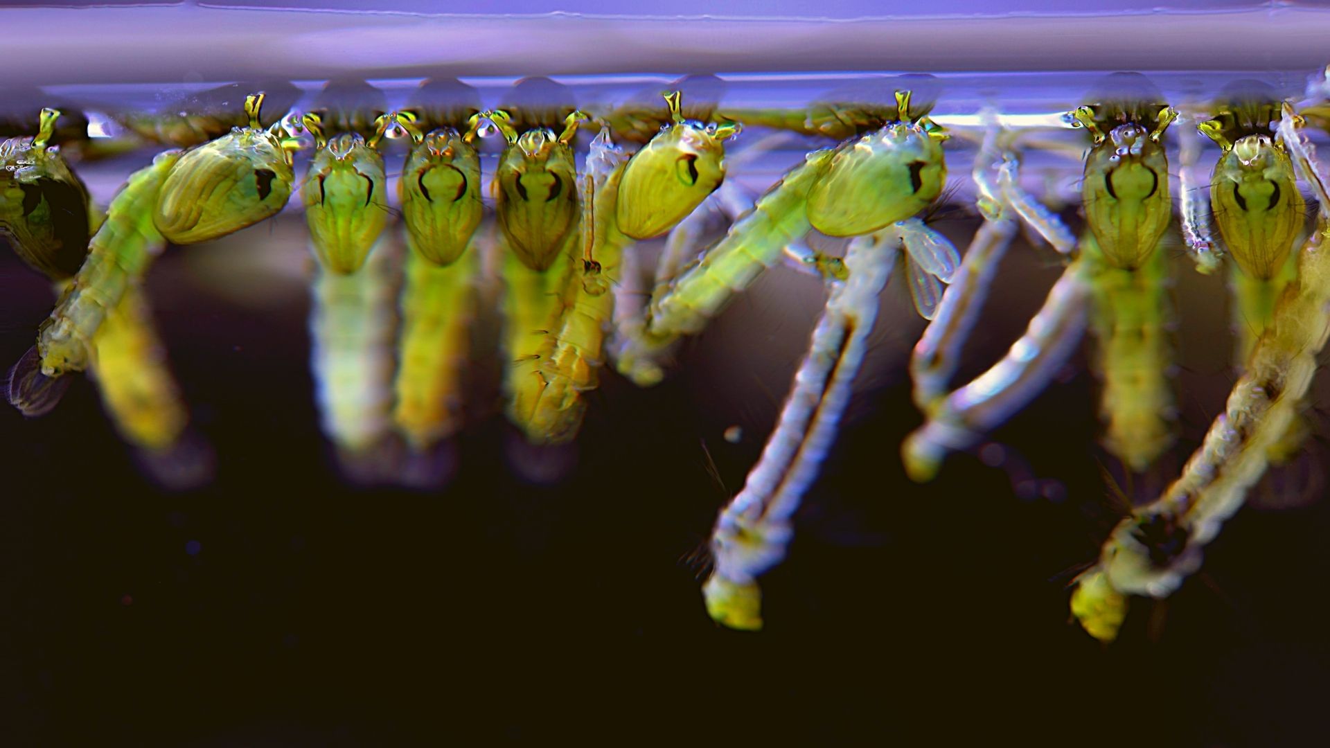 In a World-First, Genetically Modified Mosquitoes Are Hatching in the US