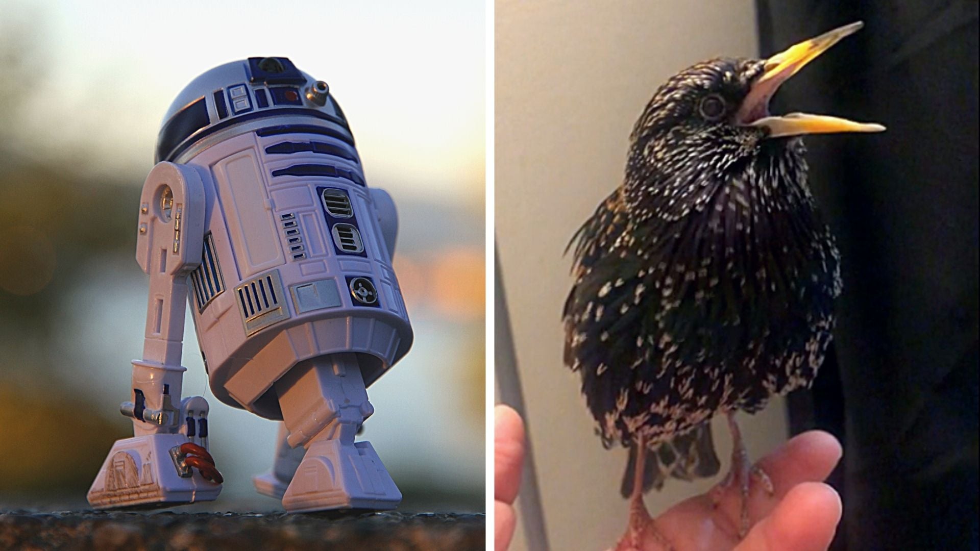 A talented European Starling does the perfect R2-D2 impression