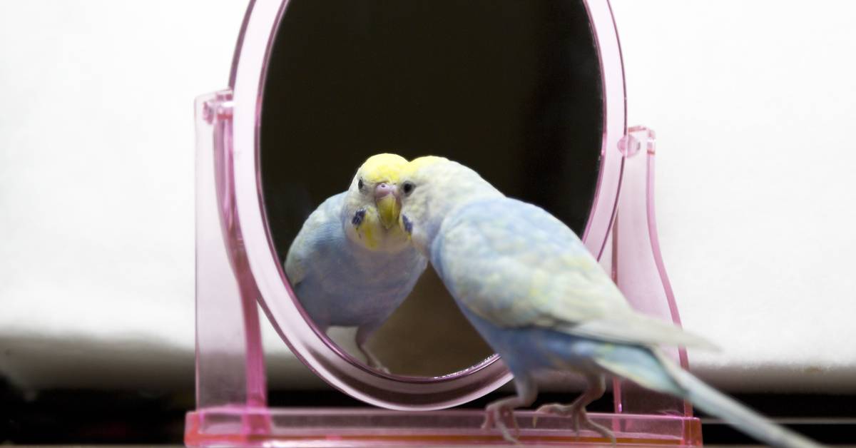 Birds Are Intelligent and Perhaps Even Self-Aware, Their Brains Reveal