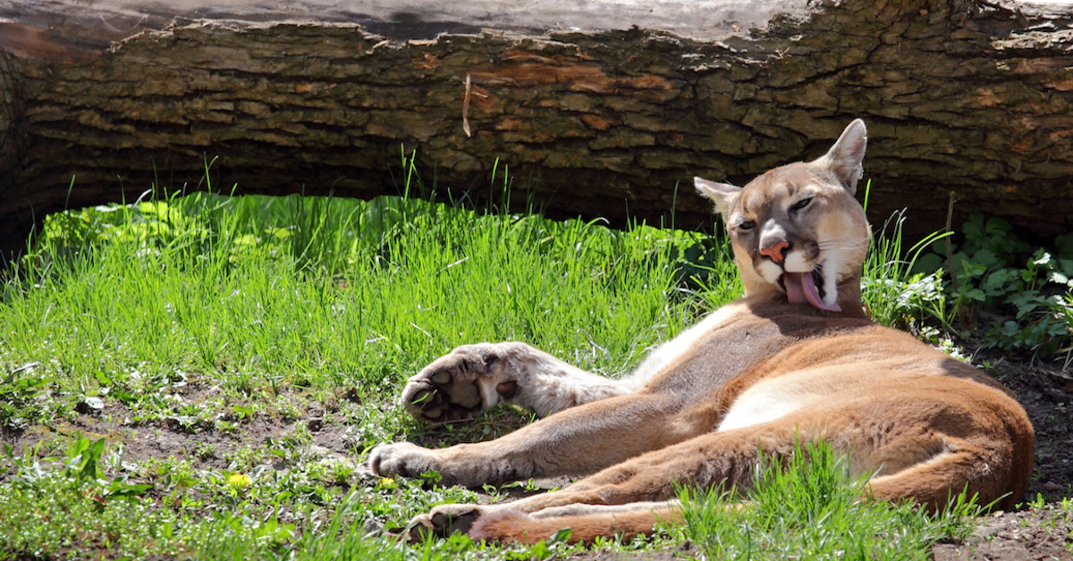 Researchers Find Oldest Recorded Parasite DNA in Ancient Puma Poop