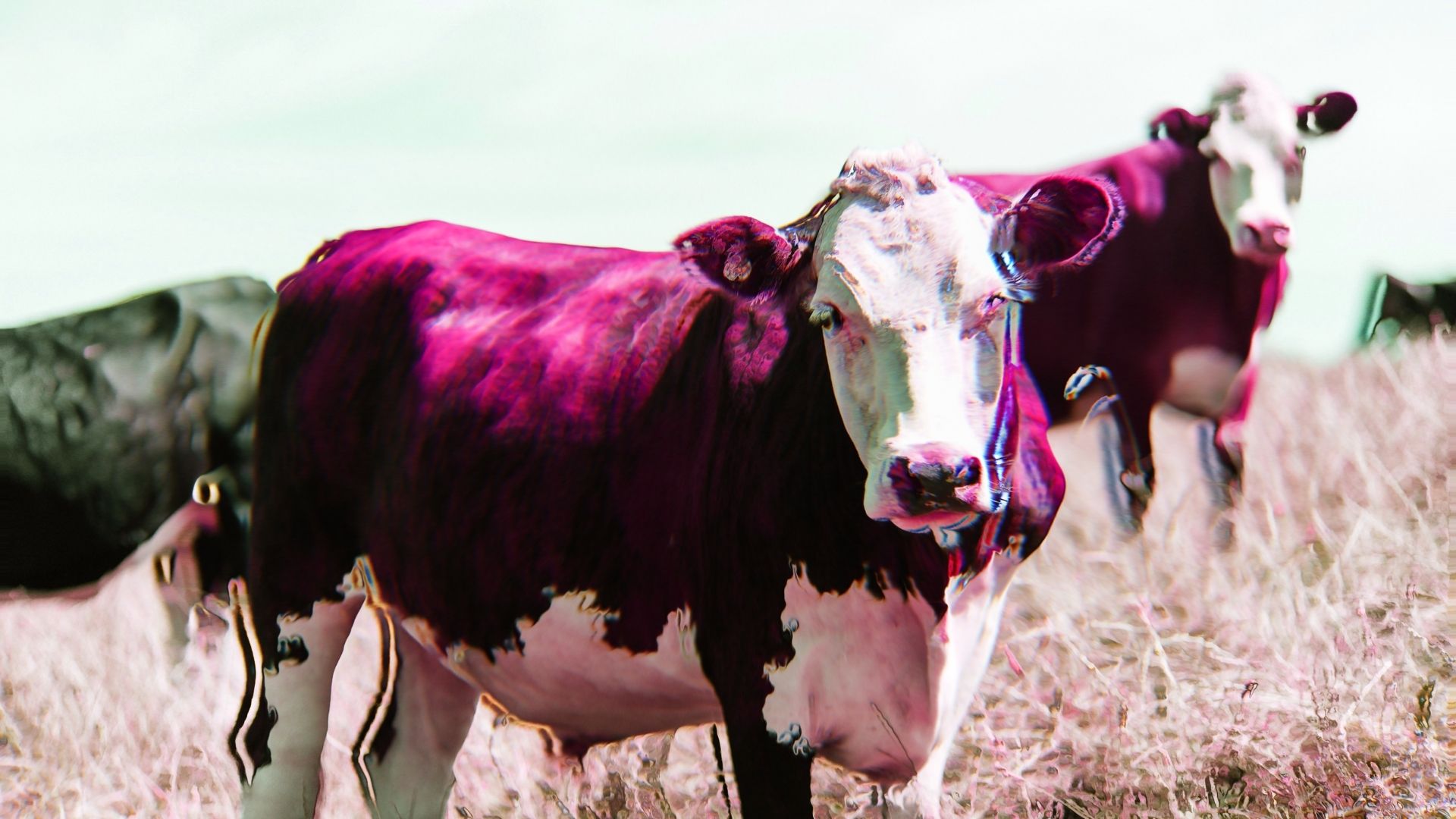 The JBS Cyberattack Just Eradicated One-Fifth of US Beef Capacity