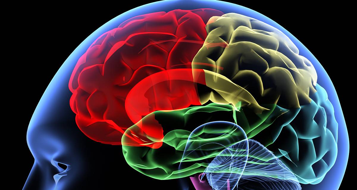 Study Shows Simple Mental Techniques Can Be Used to Beat Brain Imaging ...