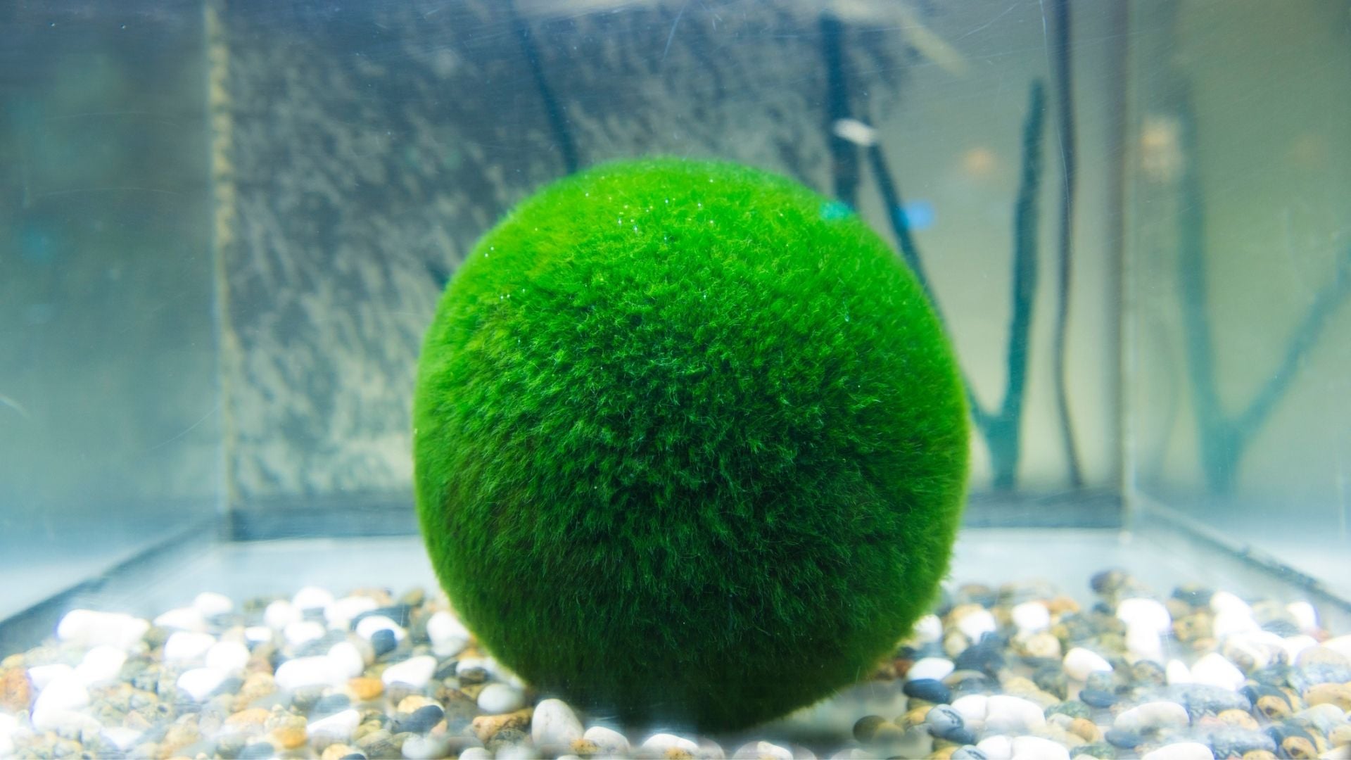 3D-Printed Algae Ball Robots Promise a Practical Way to Monitor Water