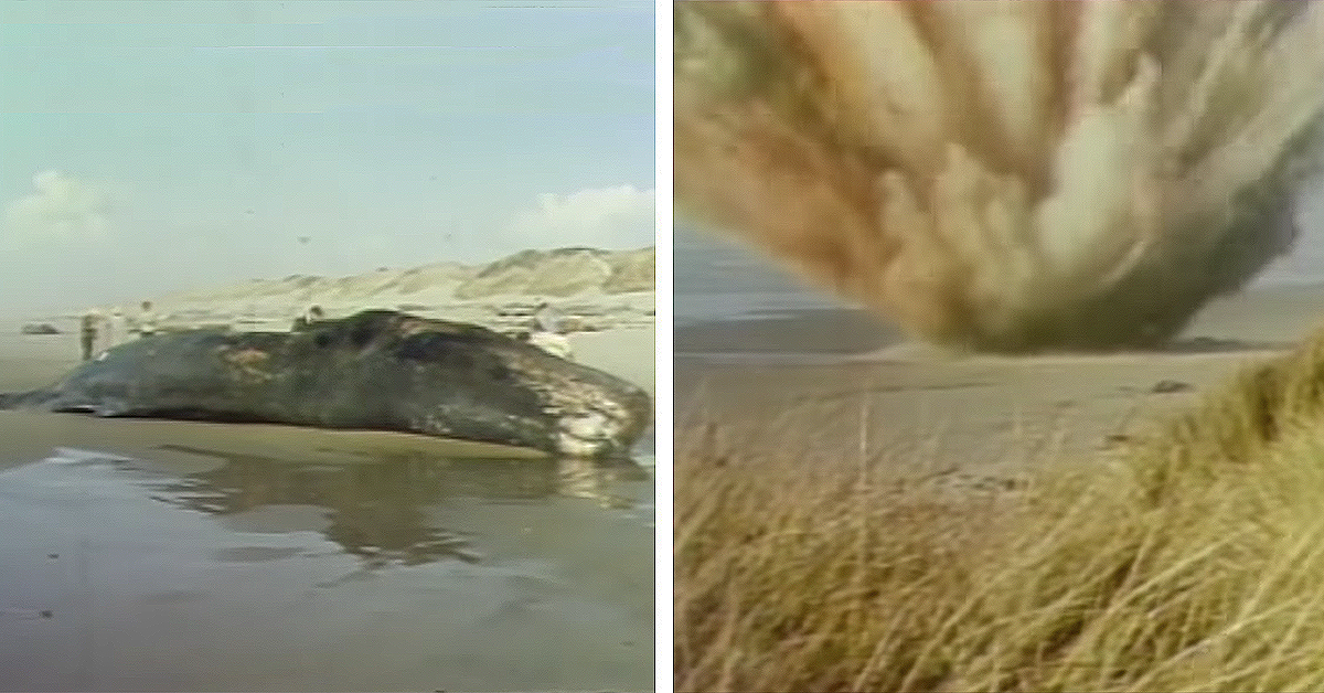 British Town Uses Oregon’s ‘Exploding Whale’ Fiasco to Teach Physical ...