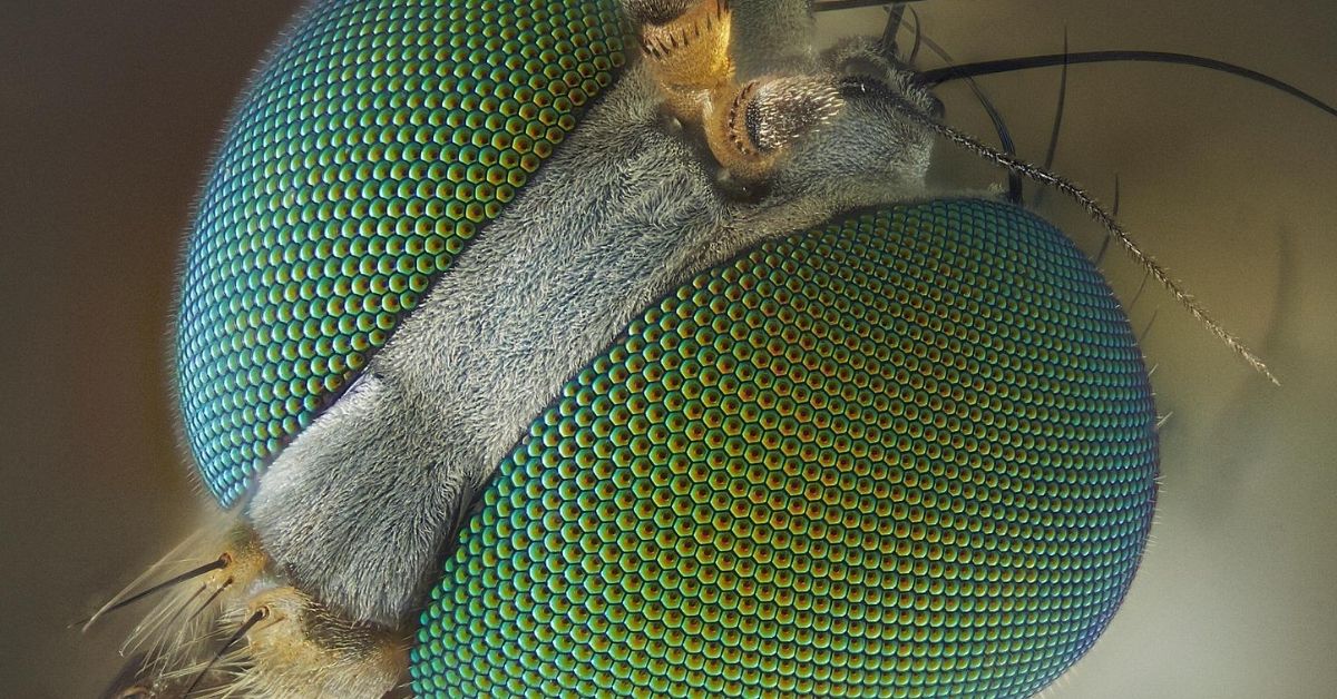 Illusion Perception Explained Through Perspective of a Fly