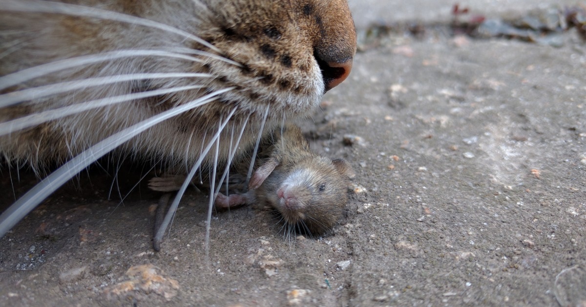 Flight or Fight Reaction Triggered By Bones Not Adrenaline