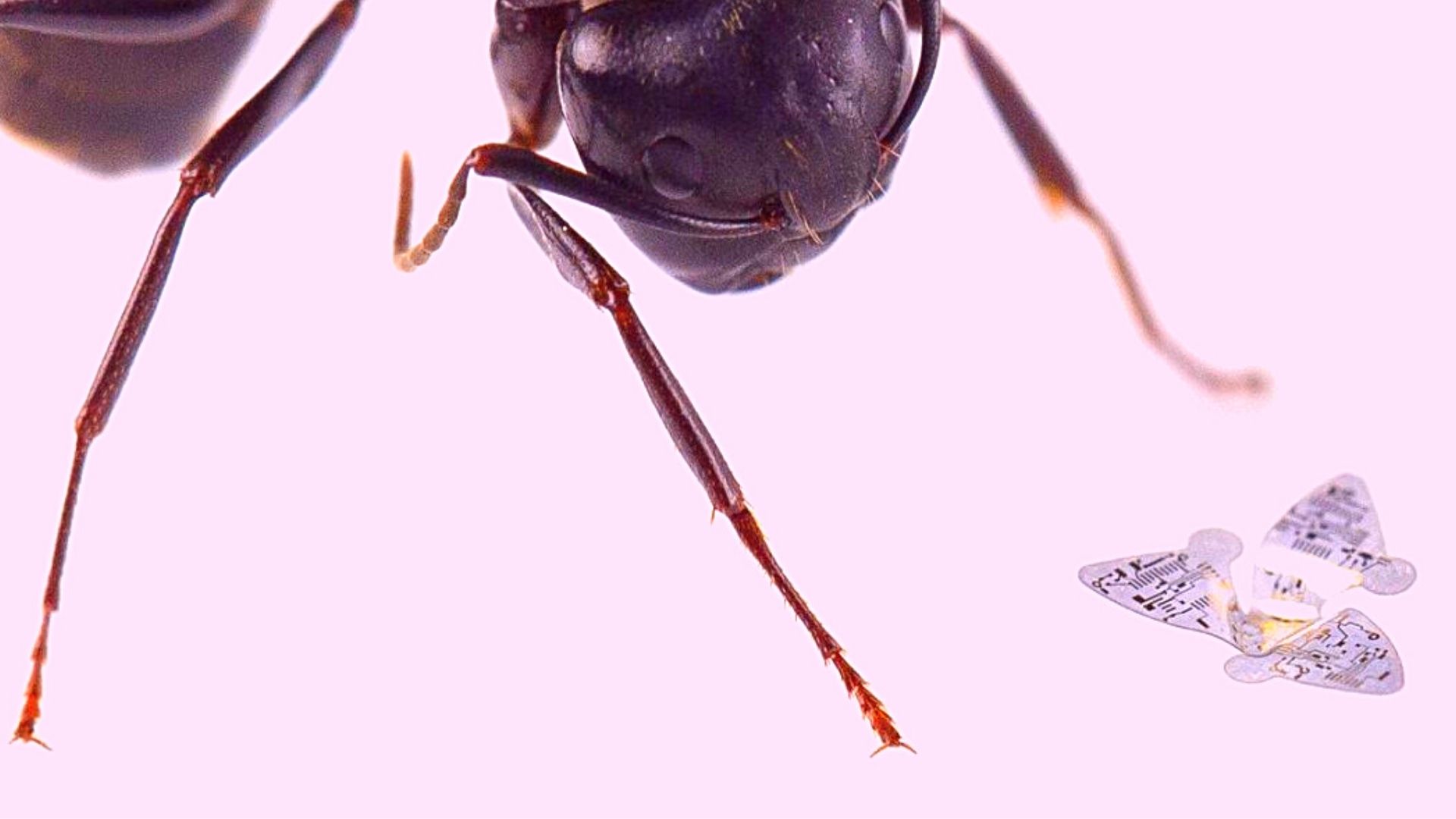 New Airborne Microchips Are the Tiniest Structures to Take Flight