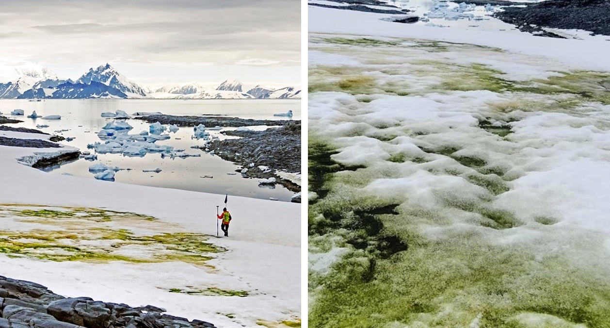 Antarctica is Turning Green, but What Are the Implications?