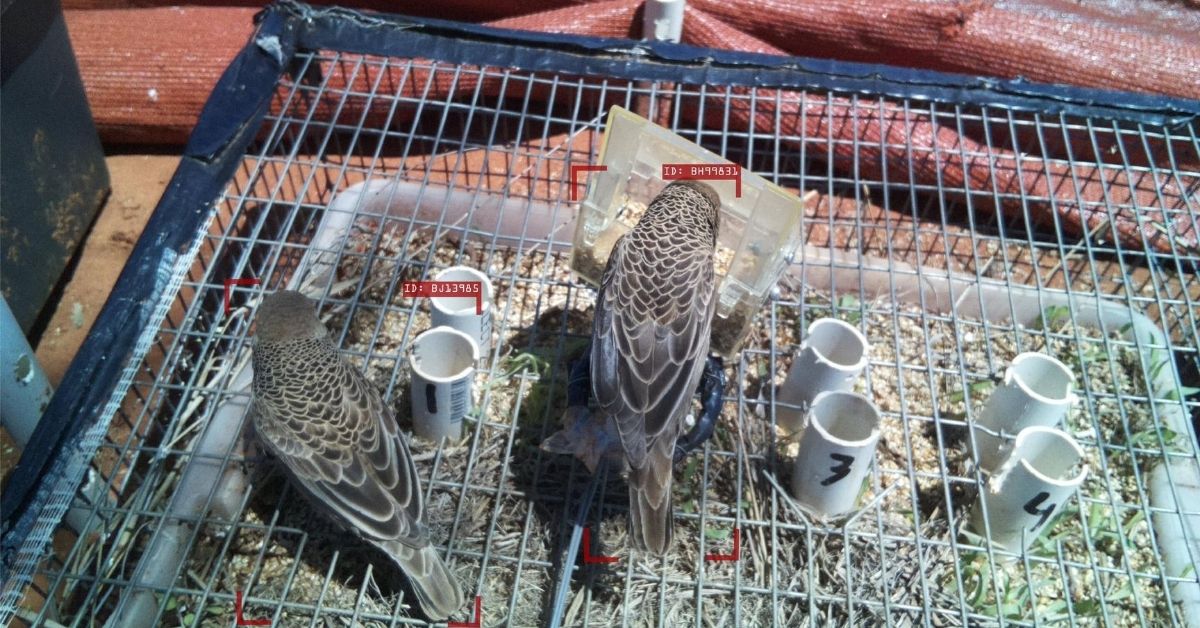 New AI Tool Can Identify Individual Birds In A Way Humans Cannot