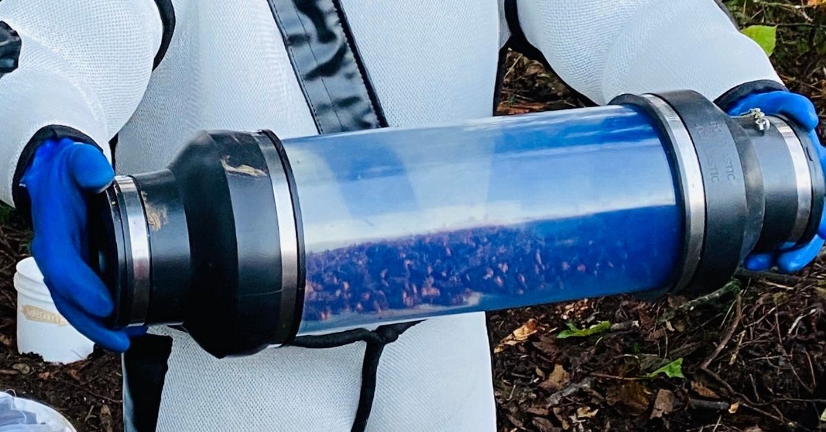 First Discovered 'Murder Hornet' Nest Vacuumed Out in the US