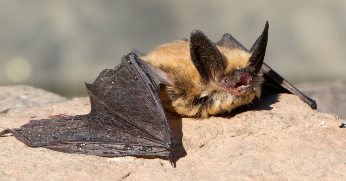 Even Bats Practise Social Distancing, Study Shows