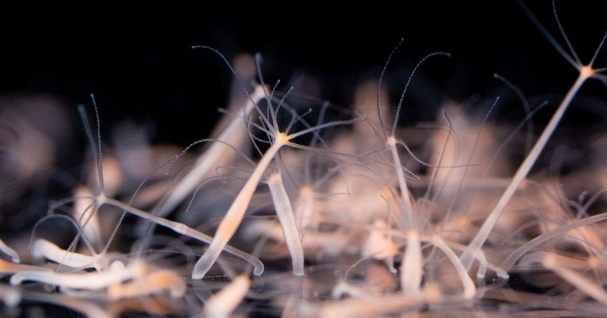 'Immortal' Freshwater Hydra's Cells Mapped for the First Time in New Study