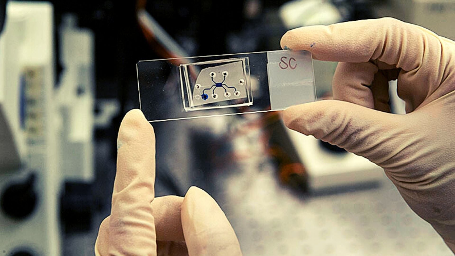 A Biological 'Time Machine' With Human Cells Can Help Reverse Cancer