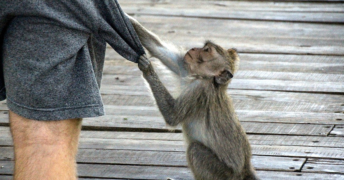 Thieving Monkeys Steal Expensive Items to Trade for Better Food, Study Says