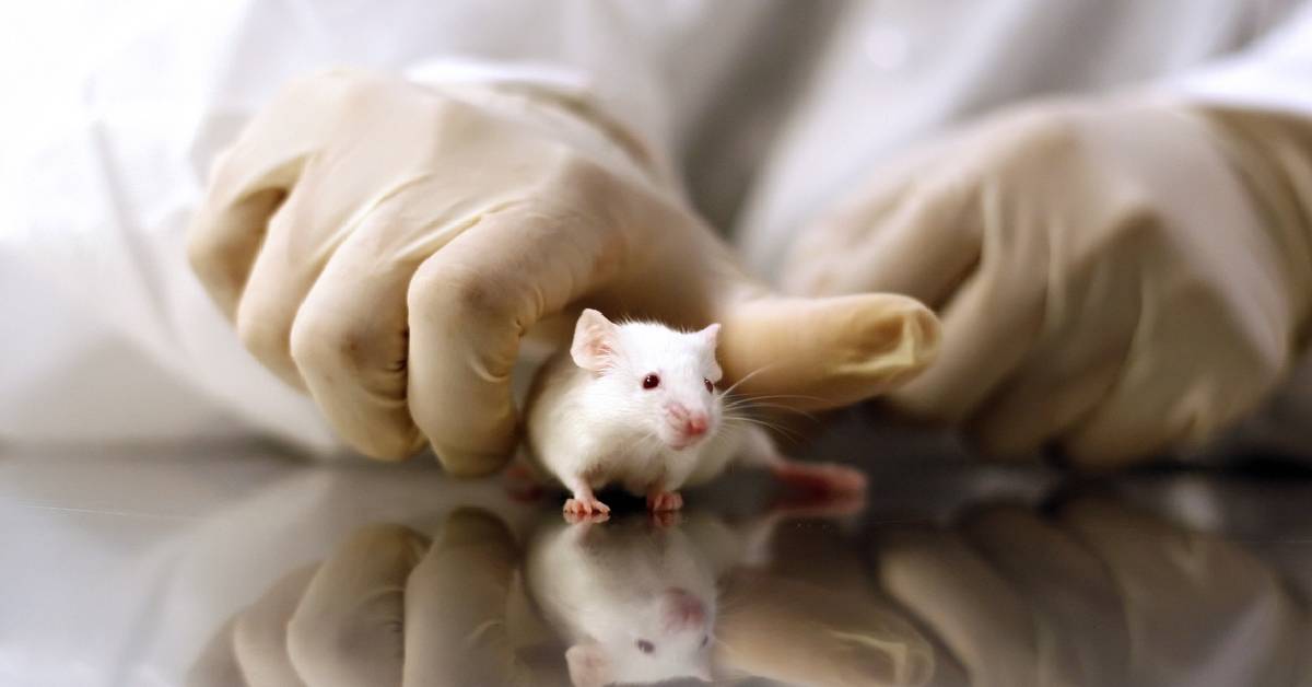 New Therapy Makes Paralyzed Mice Walk Again