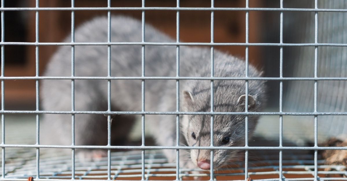 Denmark to Hunt Down 17 Million Mink After COVID-19 Mutation