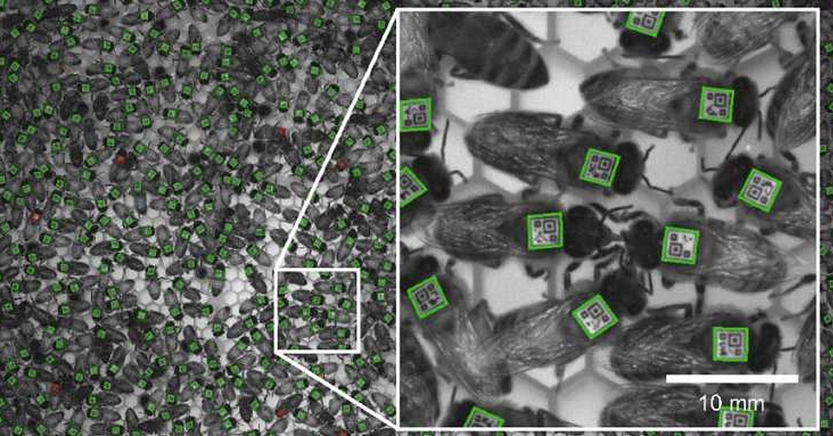 Honey Bee and Human Social Life Are Surprisingly Similar, Researchers Say