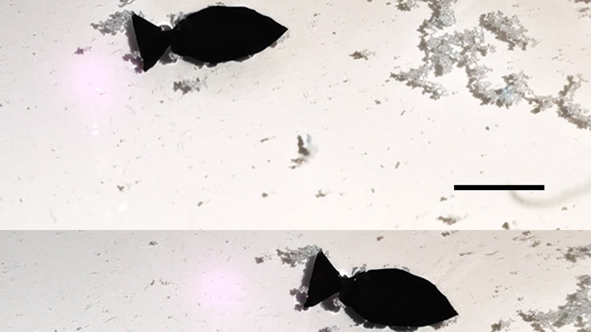 Scientists create tiny fish-shaped robot that ‘swims’ around picking up ...