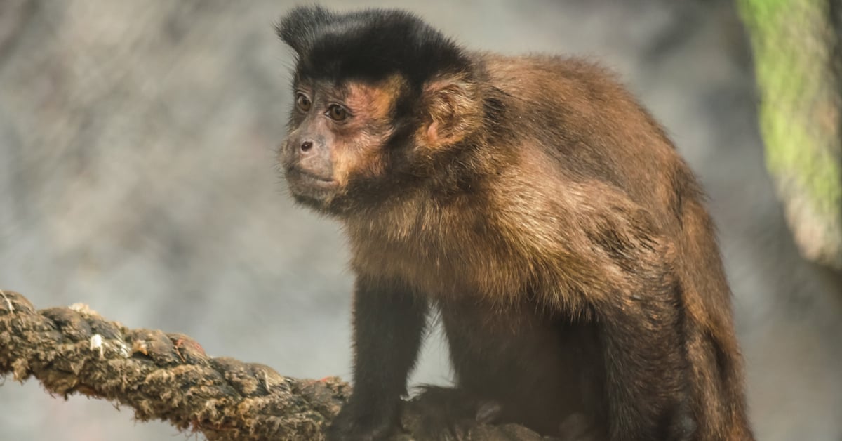 Smart Monkey Uses Nut-Cracking Stone to Try to Break out of the Zoo