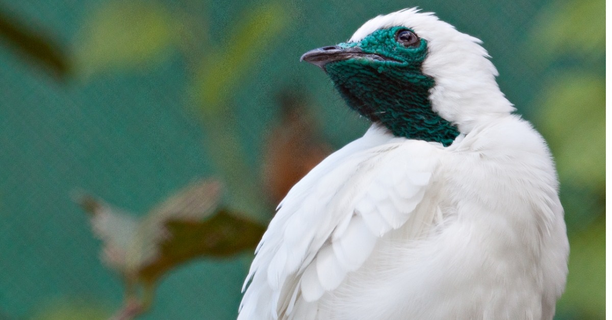 White Bellbirds Are So Loud They Cause Mates Hearing Damage