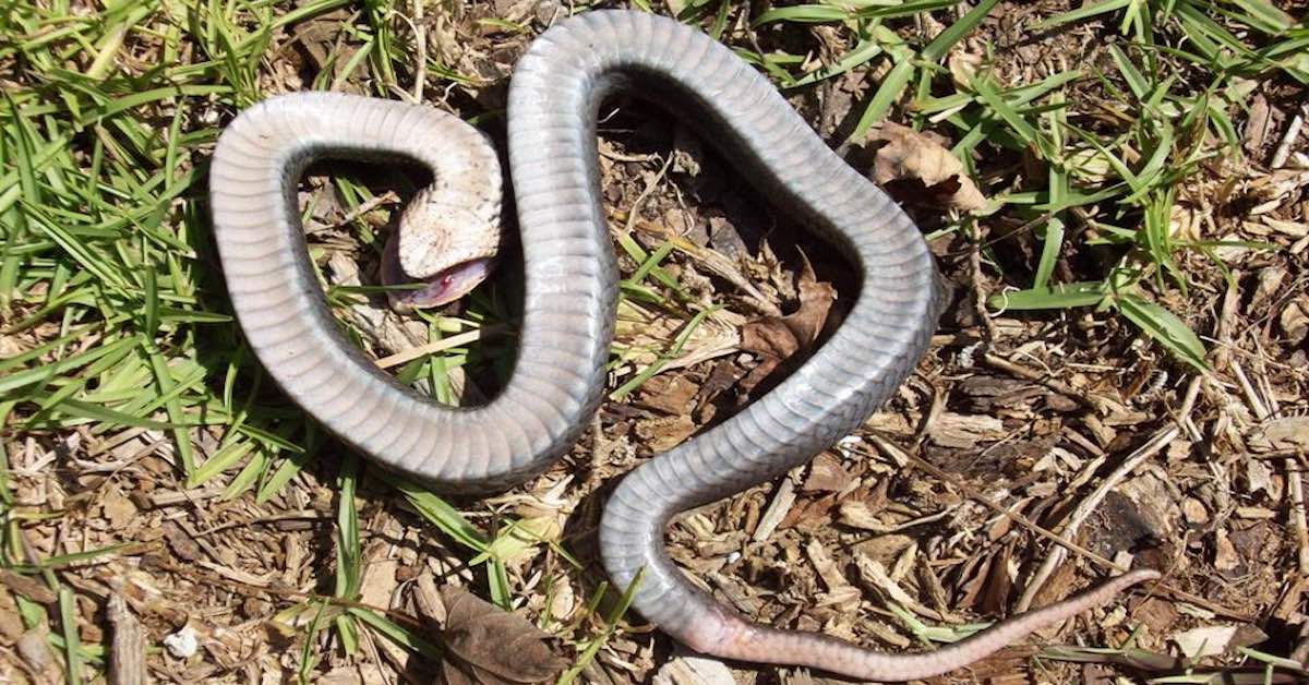 'Zombie Snake' Plays Dead When Threatened