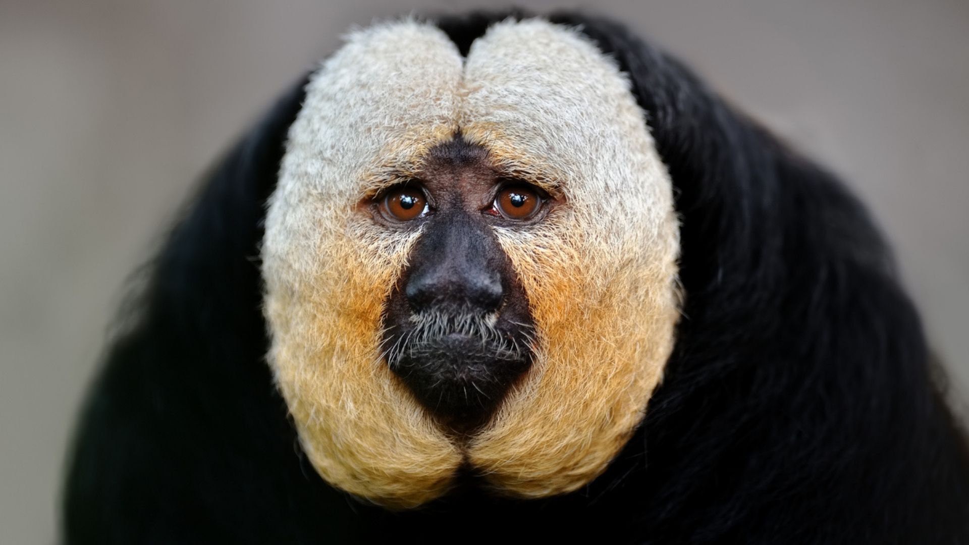 Saki Monkeys Watch On-Demand TV to Relieve Boredom