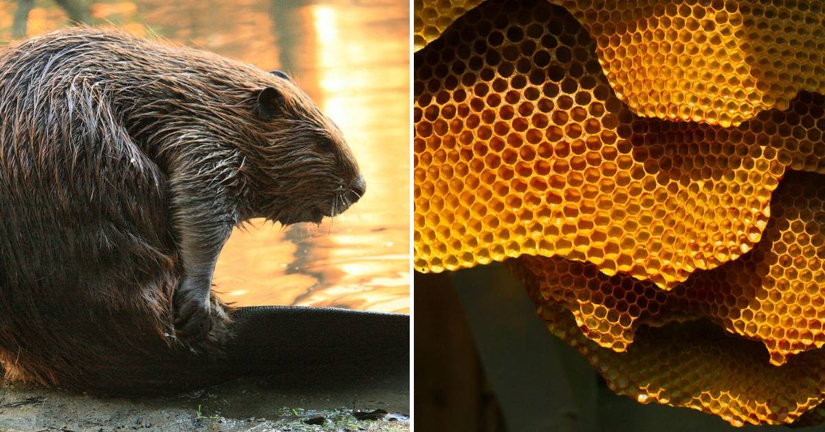 The Most Fascinating Engineers of the Animal Kingdom