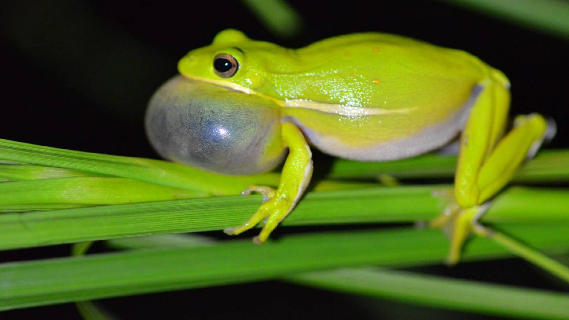 The Lungs of Female Frogs Tune Out Unwanted Males