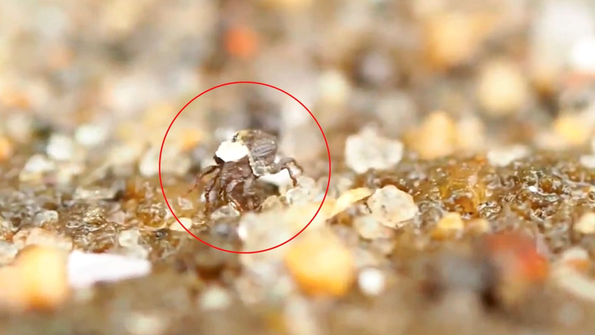 Twitter Post Helps Scientists Discover a New Mite Species