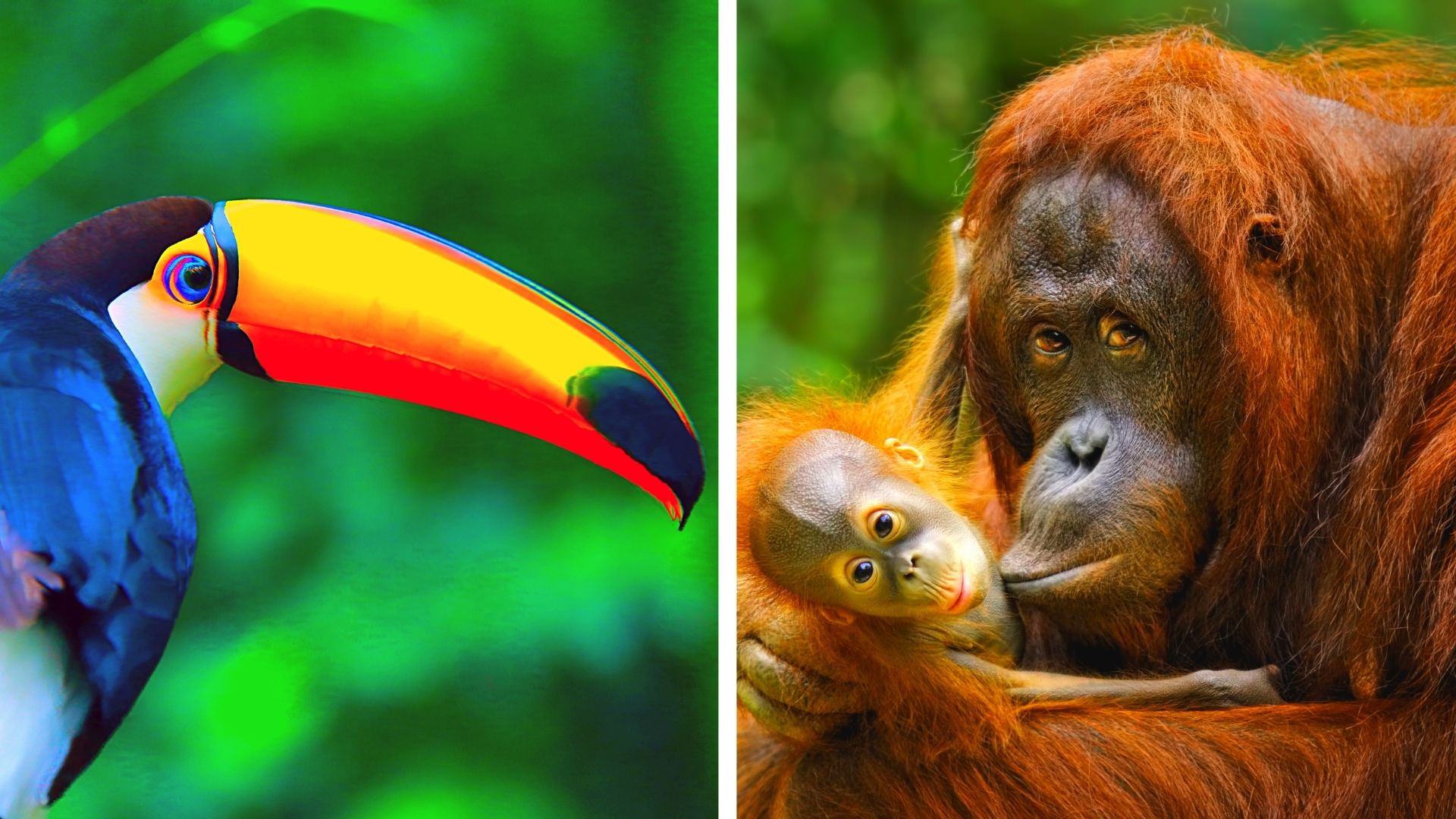 Alarming New Research Says Animals Are Rapidly 'Shapeshifting'