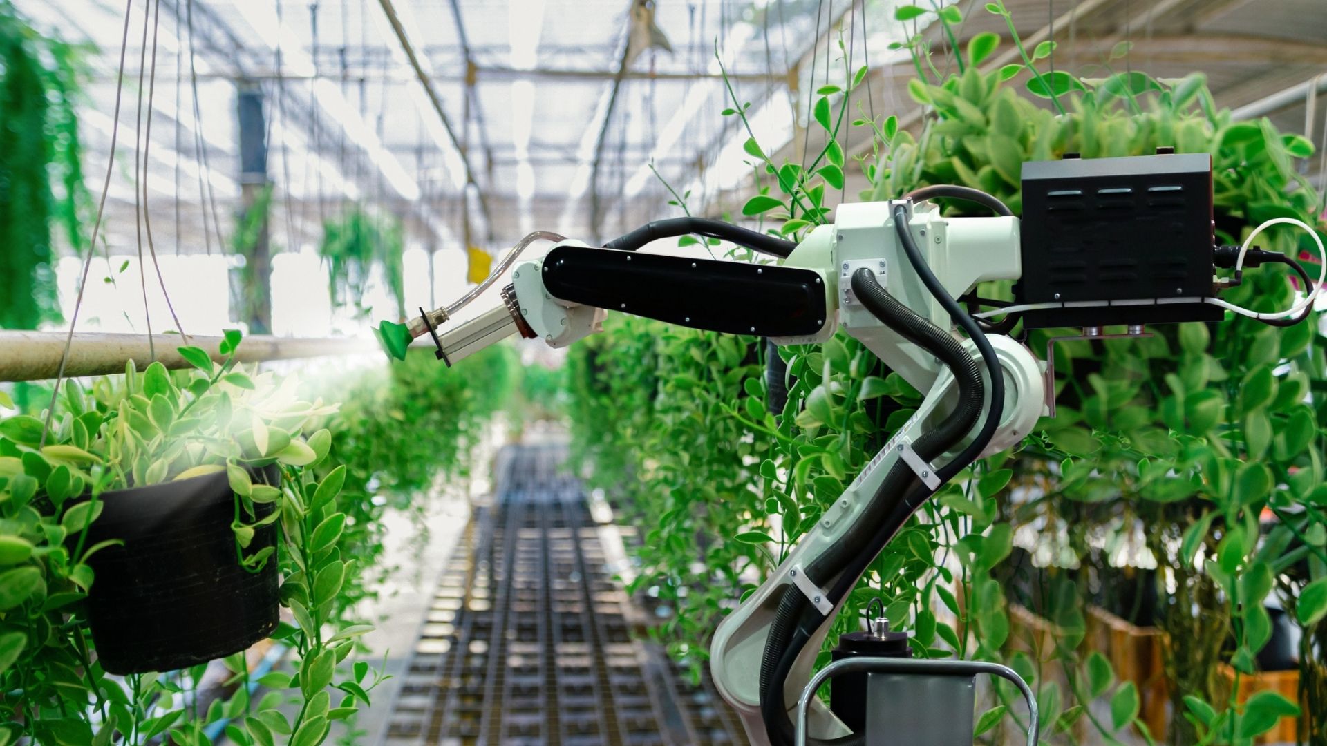 Fully Automated 'Hands-Free' Farm Will Replace Workers With Robots and AI