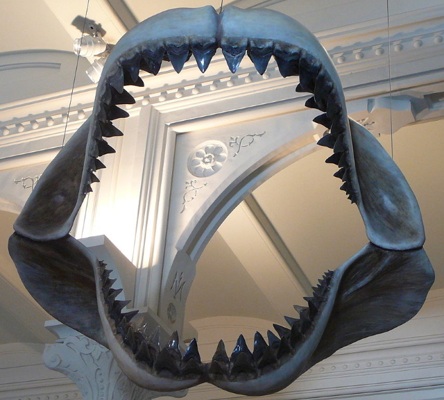 Scientists Determine Just How Large Ancient Shark Megalodon Really Was