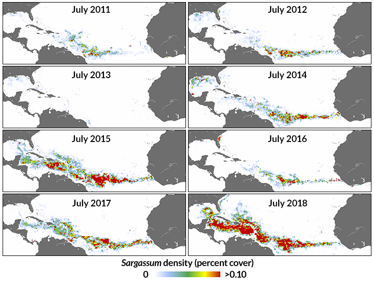 Largest Seaweed Bloom Recorded Impressively Spans the Length of the ...