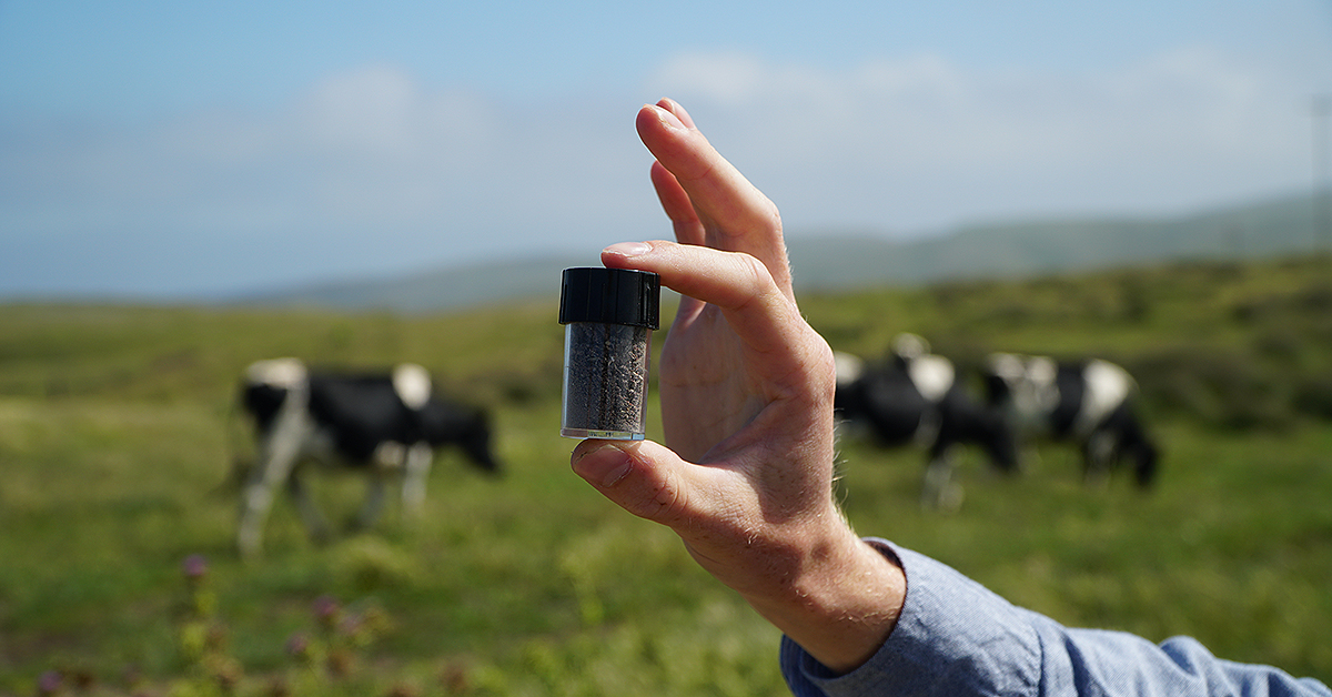 Feeding Cows Seaweed to Reduce Burping Is the New Weapon Against Global ...
