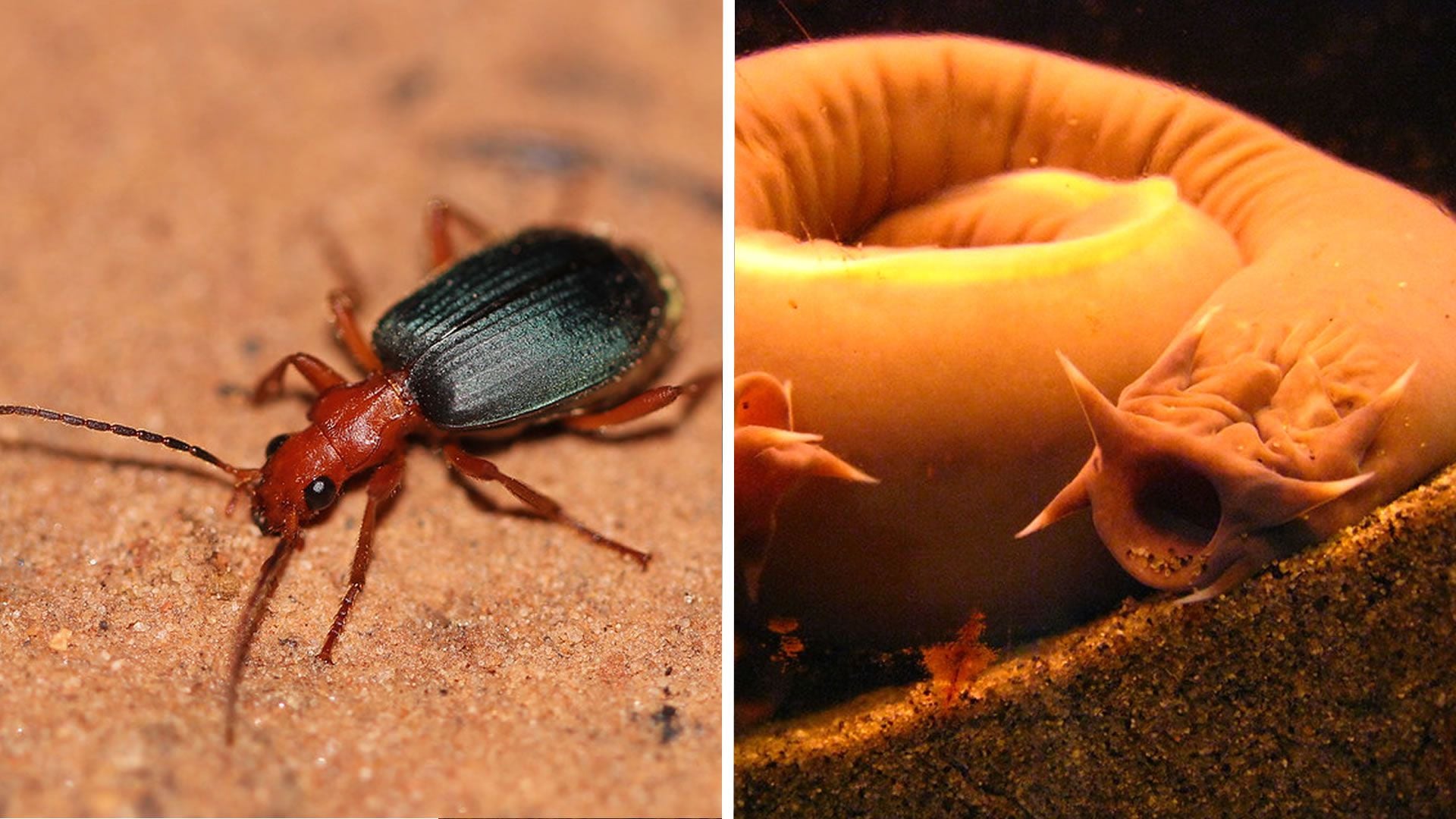 11 of the Greatest Defense Mechanisms in Nature