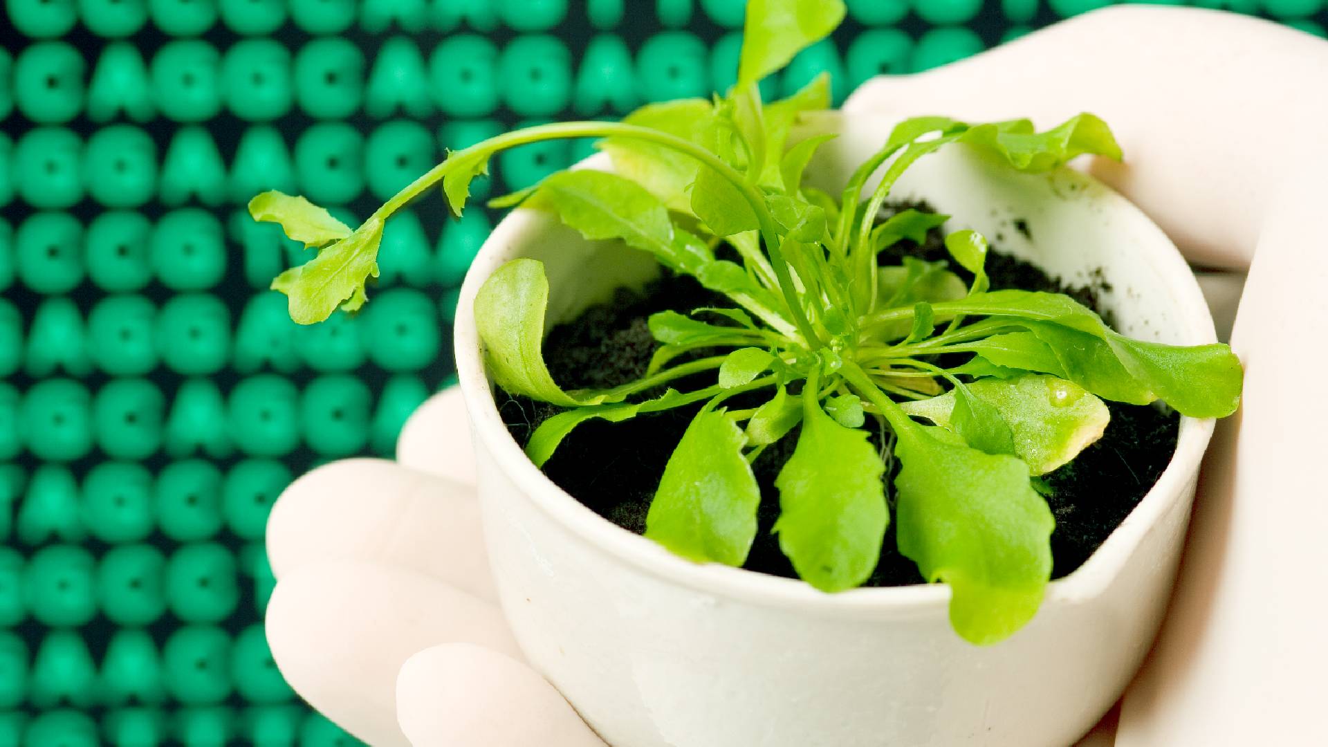 Plants can now regenerate faster when injured. With a chemical tweak?