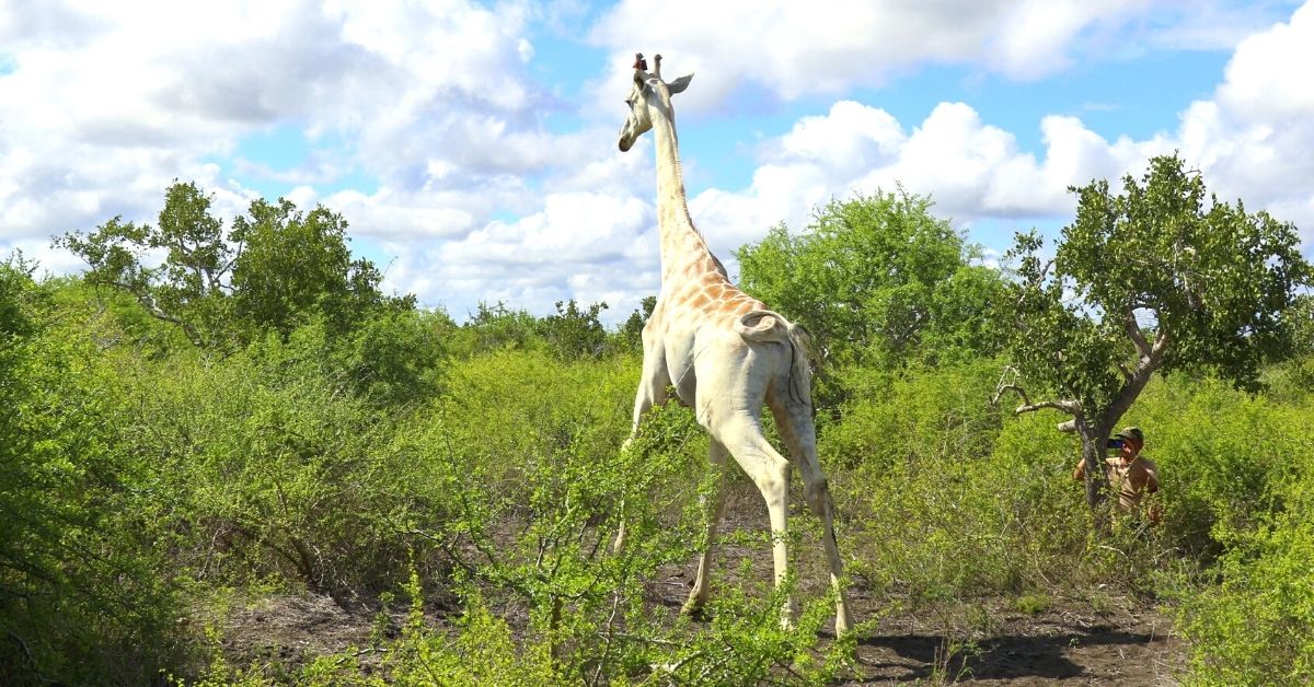 Last Known White Giraffe in World Was Fitted With GPS Tracking Device